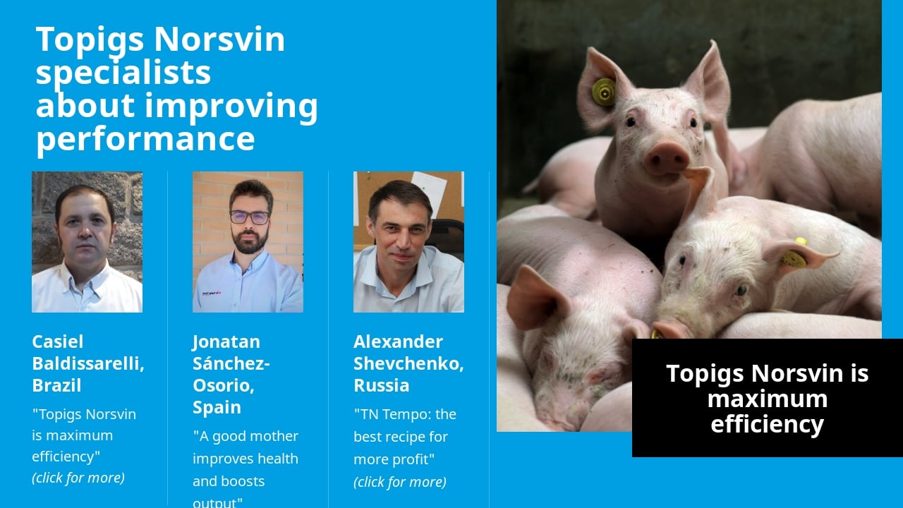 Topigs Norsvin specialists about performance - Online Magazine Progress ...