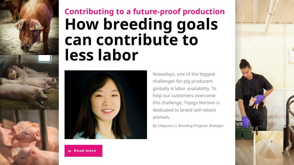 How breeding goals can contribute to less labor - Topigs Norsvin Online ...