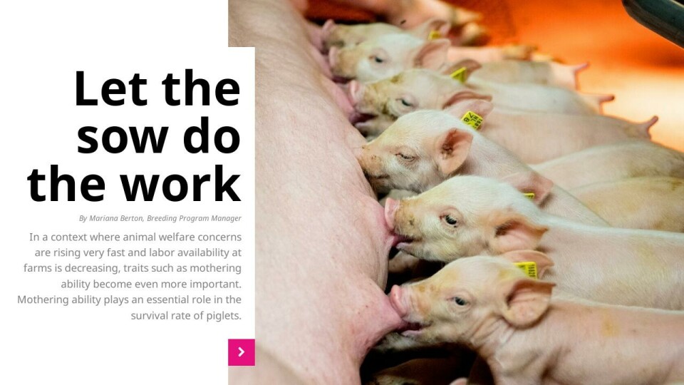Better mothering abilities reduce the need for labor - Topigs Norsvin ...