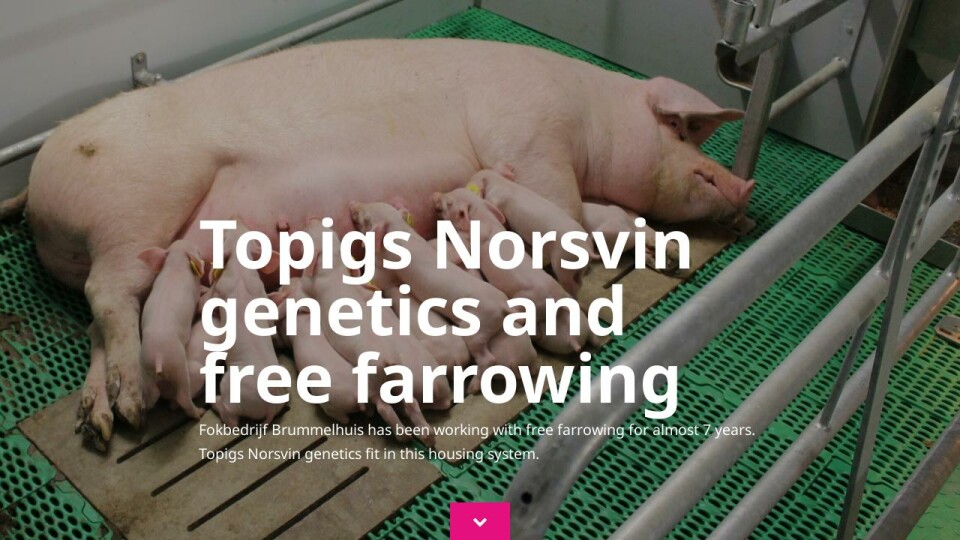 Topigs Norsvin genetics and free farrowing - Topigs Norsvin Online ...