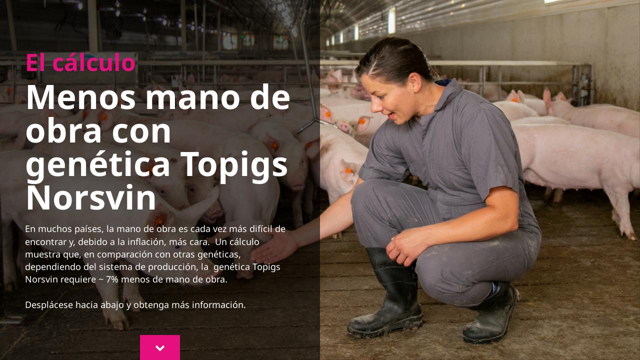 Menos mano de obra con genética Topigs Norsvin - Topigs Norsvin MX ...