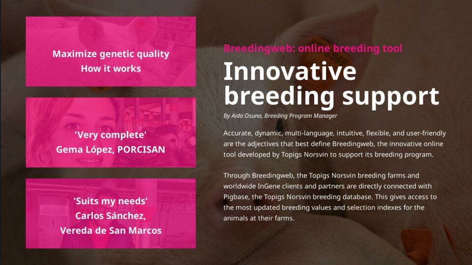 Breedingweb Innovative Breeding Support Topigs Norsvin Online