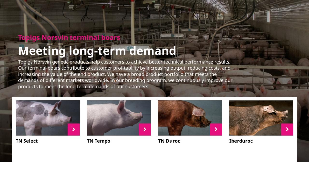 Topigs Norsvin terminal lines - Meeting long term demand - Topigs ...