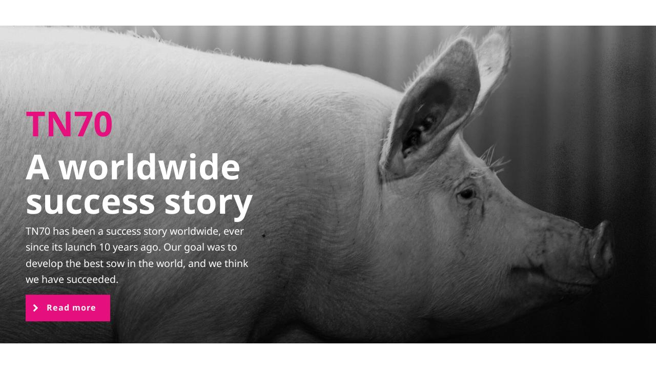 TN70 - The number one choice - Topigs Norsvin Online magazine Progress winter 2023