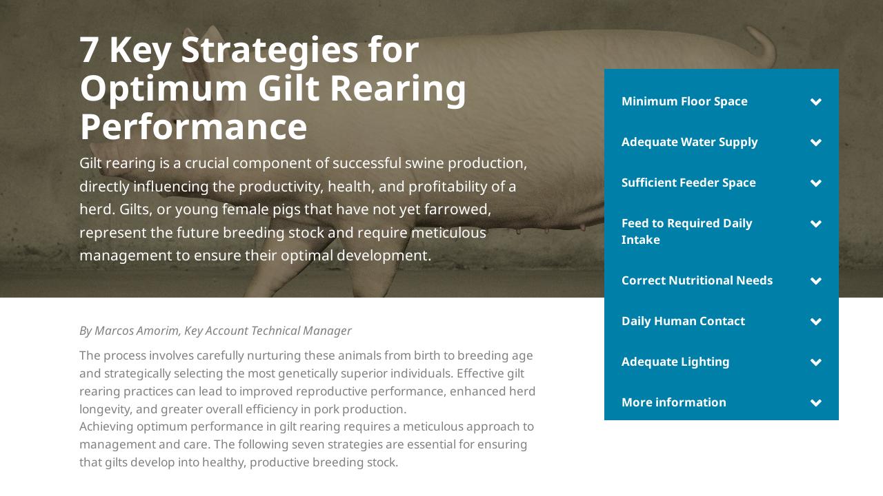 Gilt rearing tips - Topigs Norsvin Online magazine Progress summer 2024