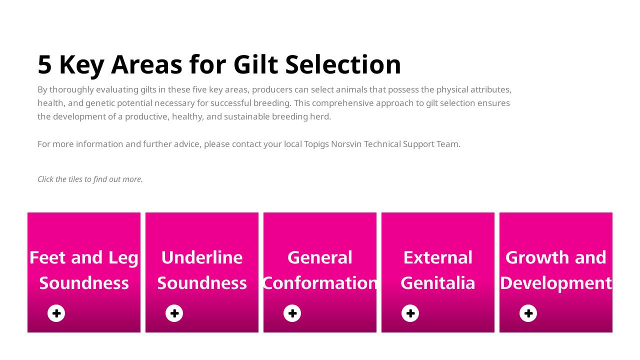 Gilt selection tips - Topigs Norsvin Online magazine Progress summer 2024