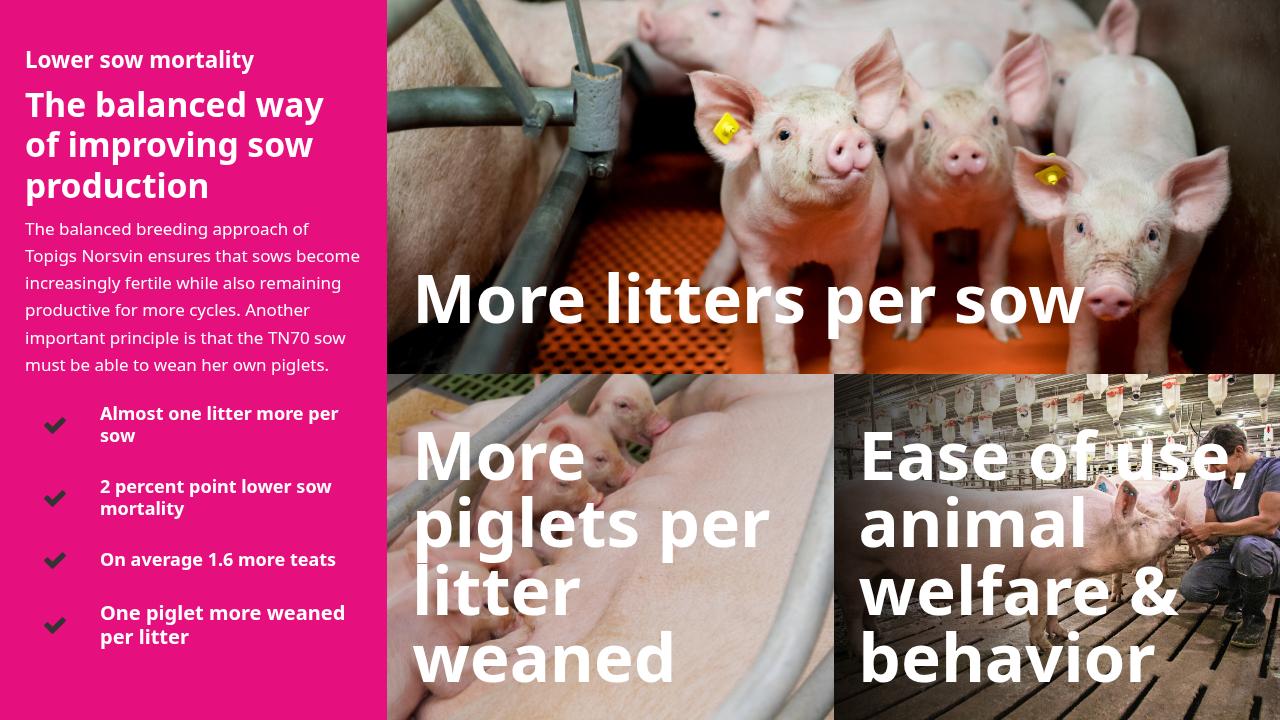 The balanced way of improving sow production - Topigs Norsvin Online ...