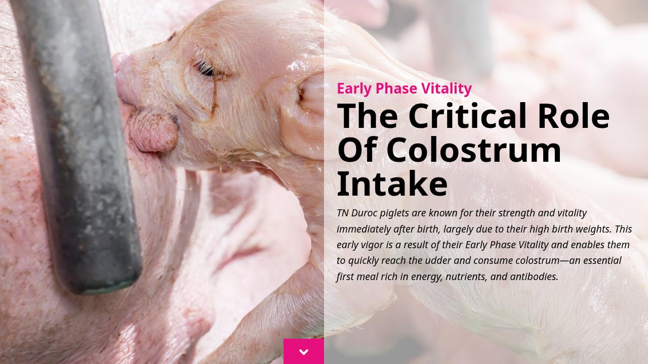 Early Phase Vitality - Maximum colostrum intake - Topigs Norsvin Online ...