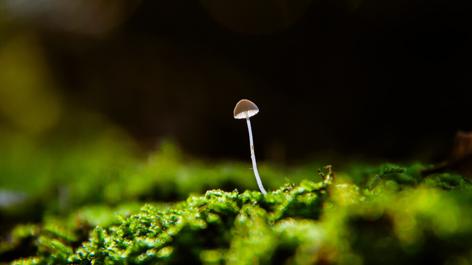 The fantastic functions of fungi