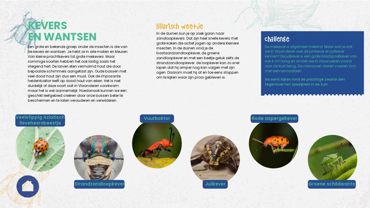 Kevers en wantsen - Insectenexpo
