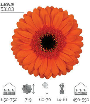 Catalogue - Gerbera 2023-2024