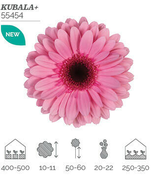 Catalogue - Gerbera 2023-2024