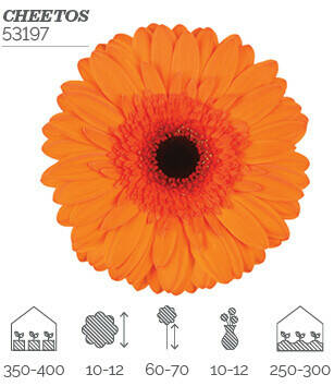 Catalogue - Gerbera 2023-2024