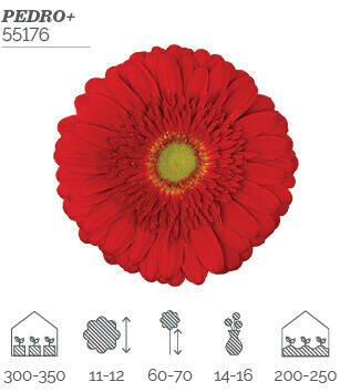 Catalogue - Gerbera 2023-2024