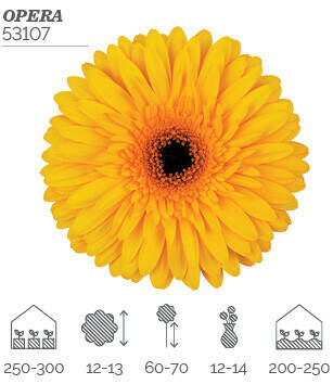 Catalogue - Gerbera 2023-2024