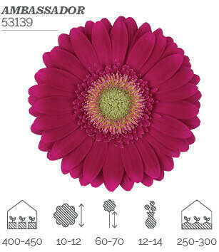 Catalogue - Gerbera 2023-2024