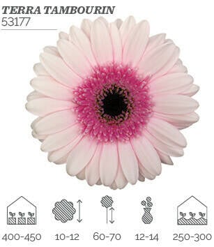 Catalogue - Gerbera 2023-2024