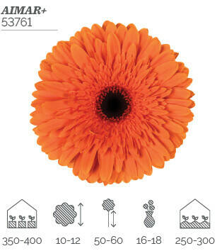 Catalogue - Gerbera 2023-2024