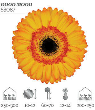 Catalogue - Gerbera 2023-2024