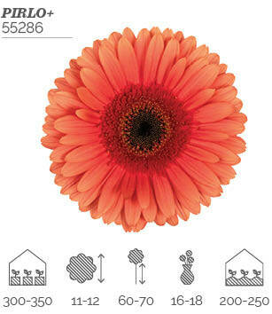 Catalogue - Gerbera 2023-2024