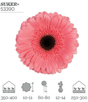 Catalogue - Gerbera 2023-2024