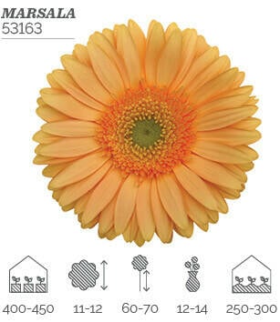Catalogue - Gerbera 2023-2024