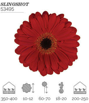 Catalogue - Gerbera 2023-2024