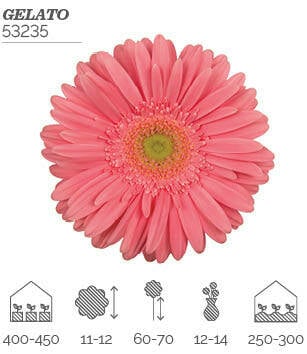 Catalogue - Gerbera 2023-2024