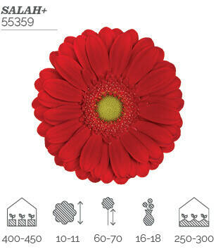 Catalogue - Gerbera 2023-2024
