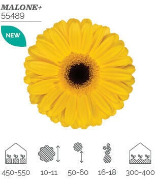 Catalogue - Gerbera 2023-2024