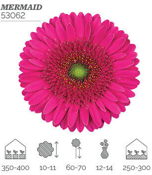 Catalogue - Gerbera 2023-2024