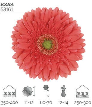 Catalogue - Gerbera 2023-2024