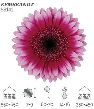 Catalogue - Gerbera 2023-2024