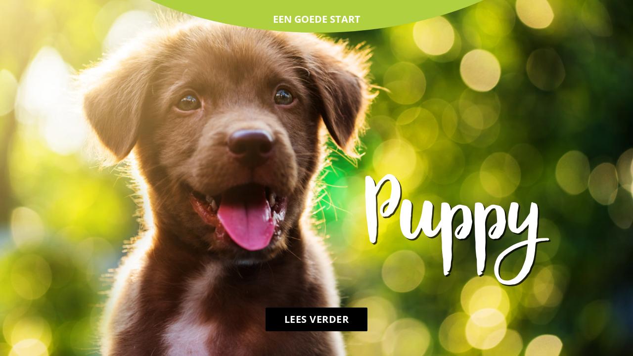 Een goede start: Puppy - Hart voor Dieren