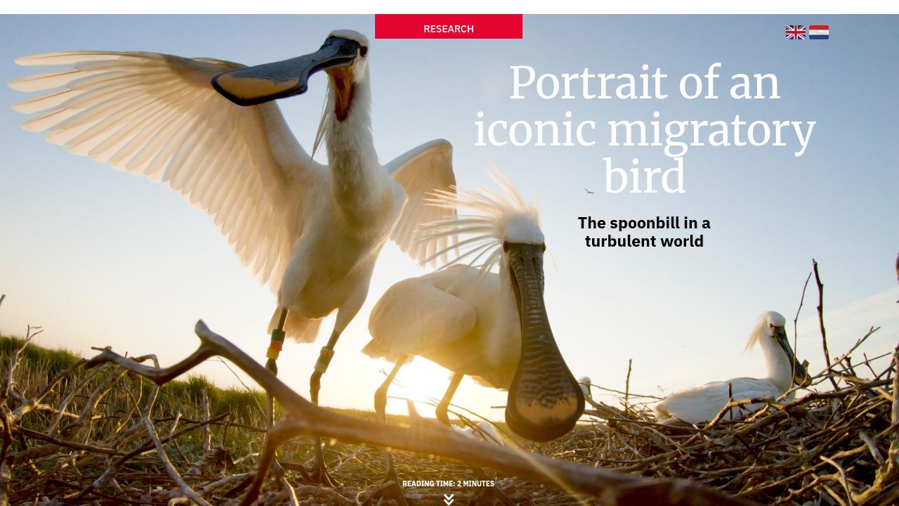 THE SPOONBILL - Broerstraat Spring 2025