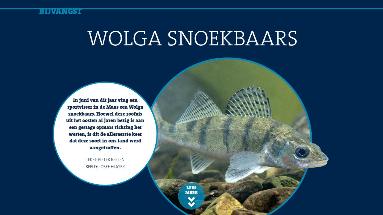 BIJVANGST - VISblad Oktober 2024