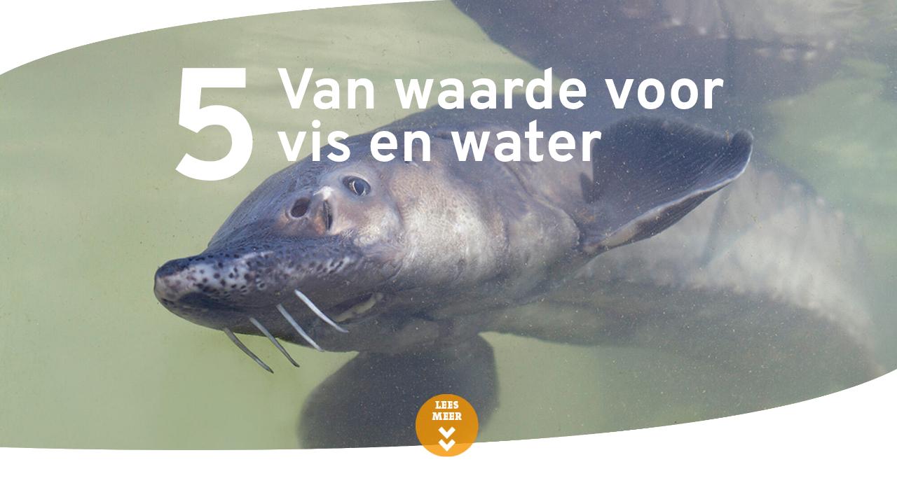 Van waarde voor vis en water - Jaarverslag 2024